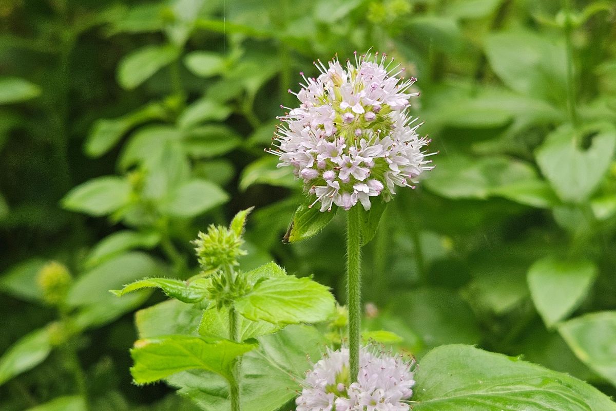 Water Mint - Plantlife