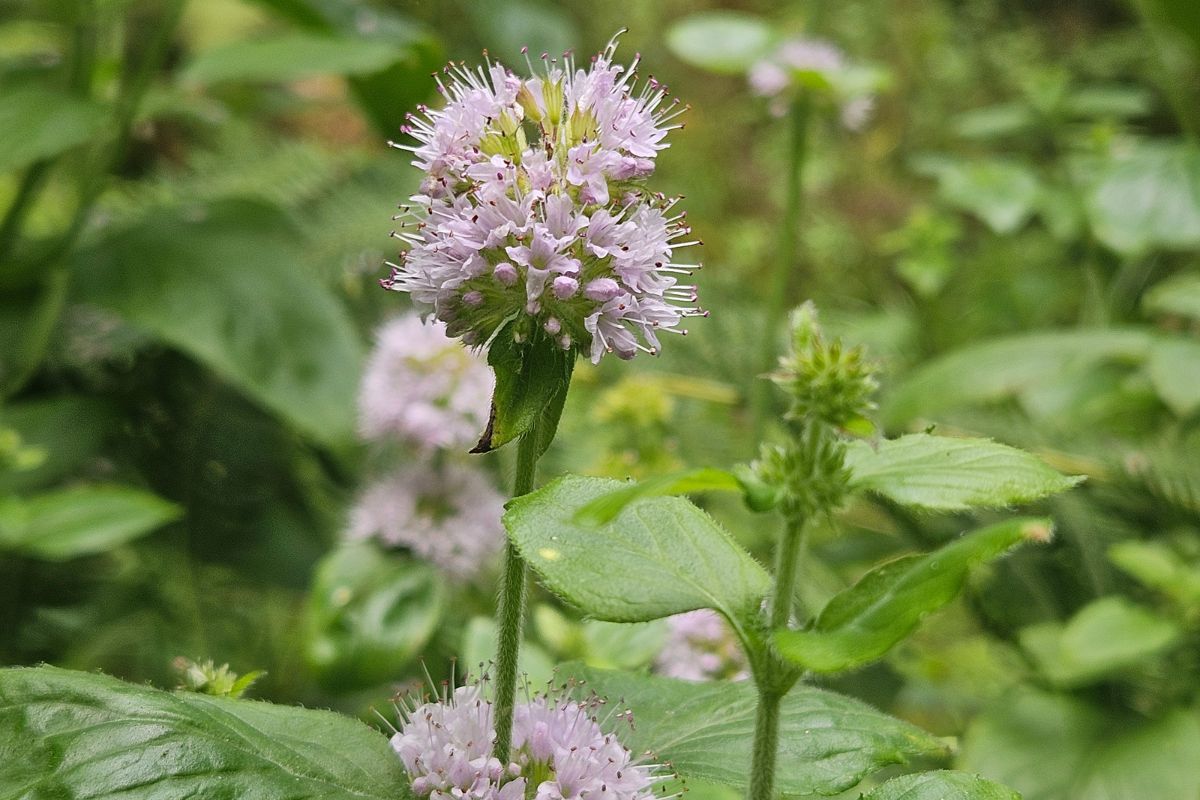 Water Mint - Plantlife