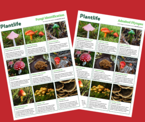 Learn about fungi - Plantlife