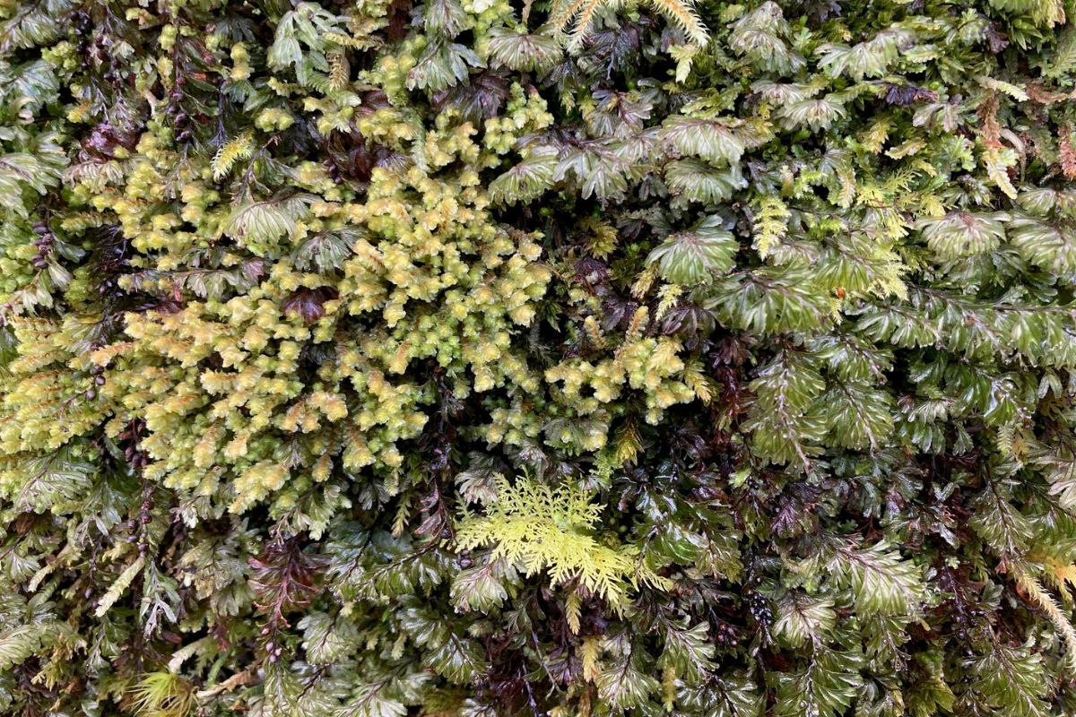 Introduction to Bryophyte Identification - Plantlife