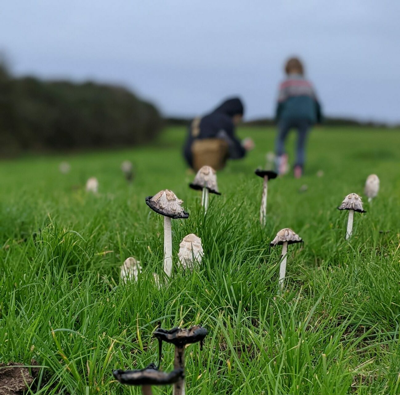 Get Closer to Nature: Guide to Using a Hand Lens - Plantlife