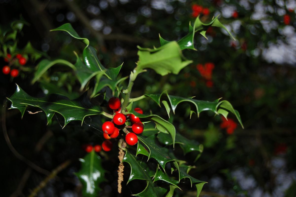 Honey Fungus (Armillaria species) - Plantlife