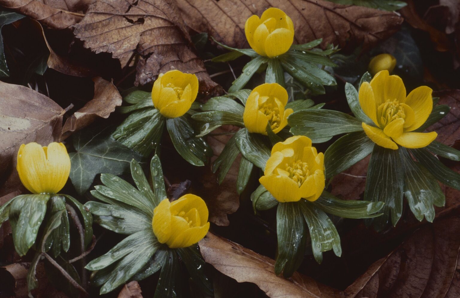 Lesser Celandine - Plantlife