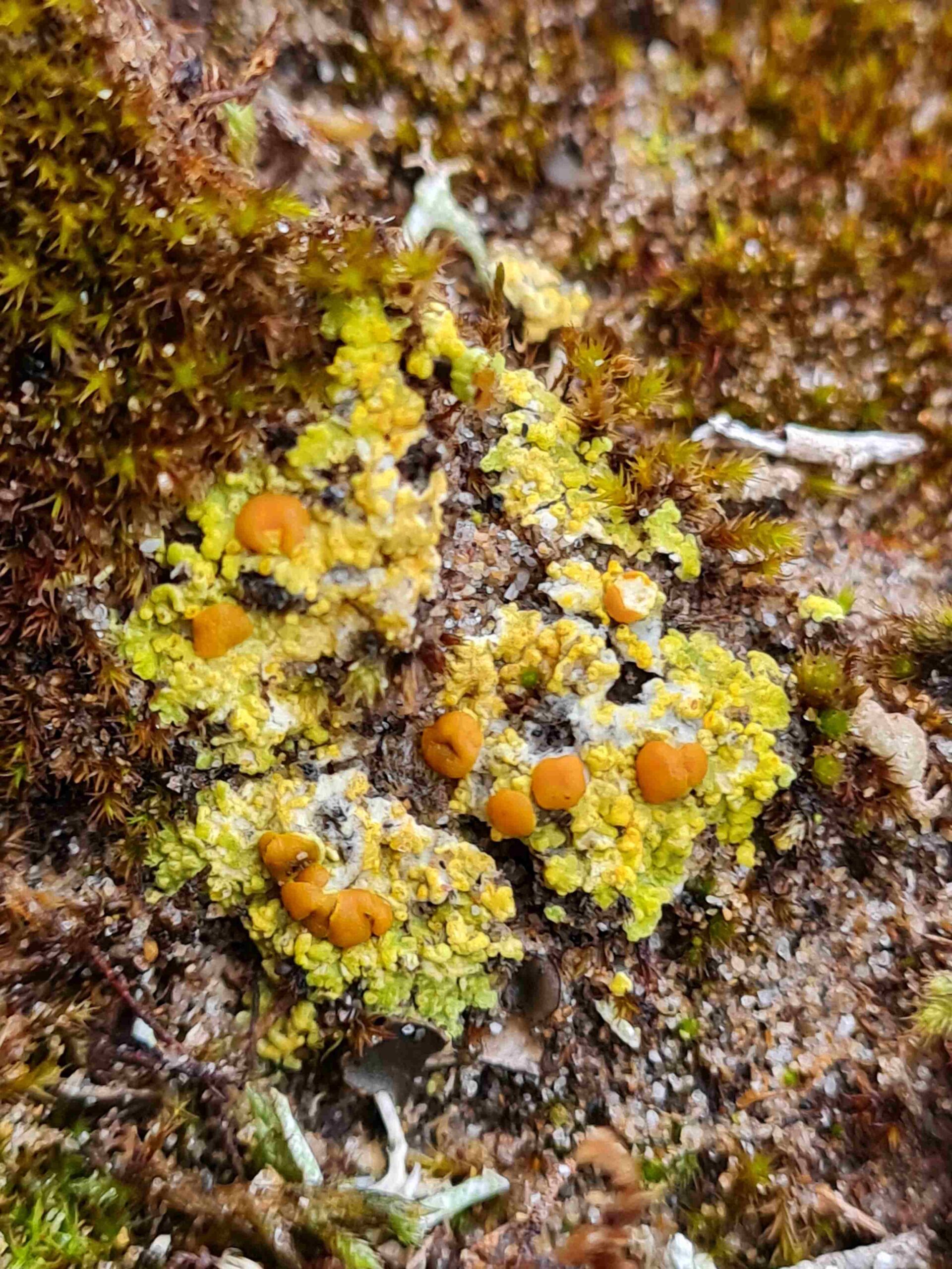 Scrambled Egg Lichen - Plantlife