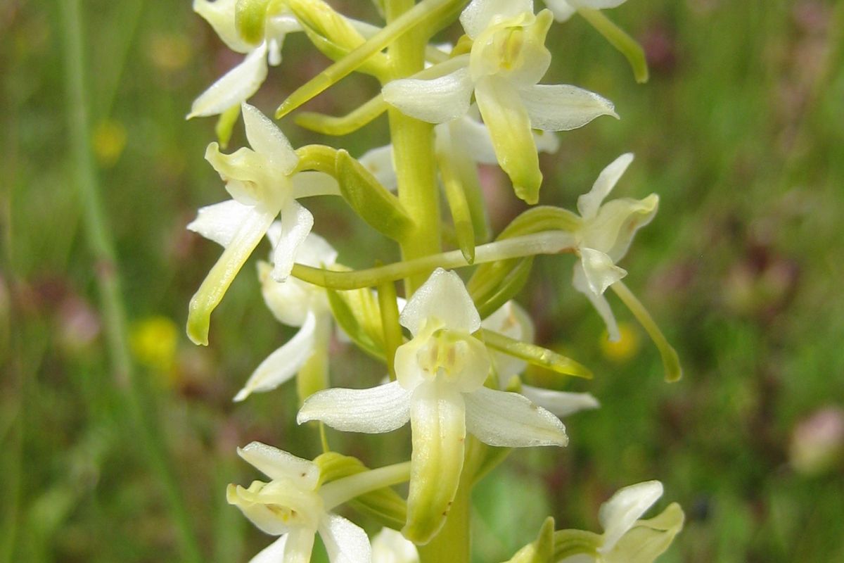Lesser Butterfly Orchid - Plantlife