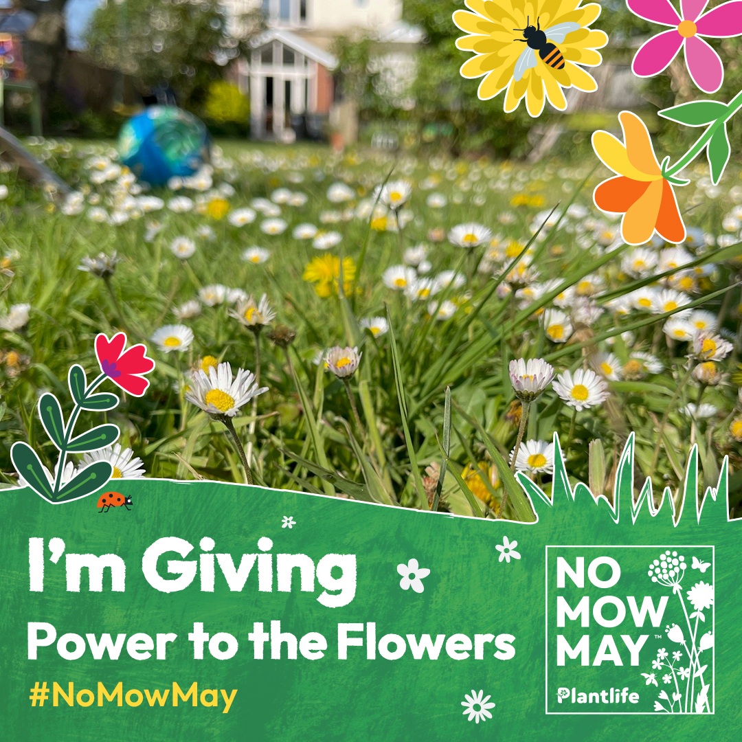 Let it Bloom June: What Happens After No Mow May? - Plantlife