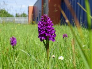 Let it Bloom June: What Happens After No Mow May? - Plantlife