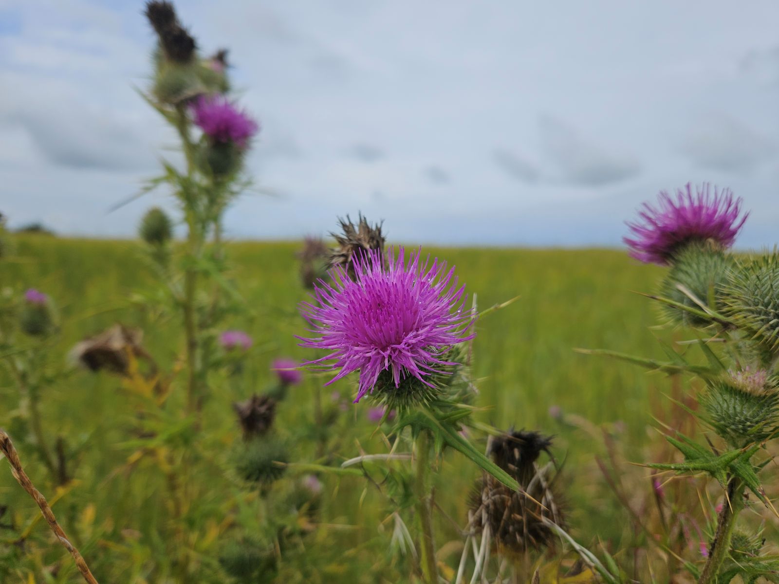 What is a Weed? And Why Wildflowers Aren’t Weeds - Plantlife