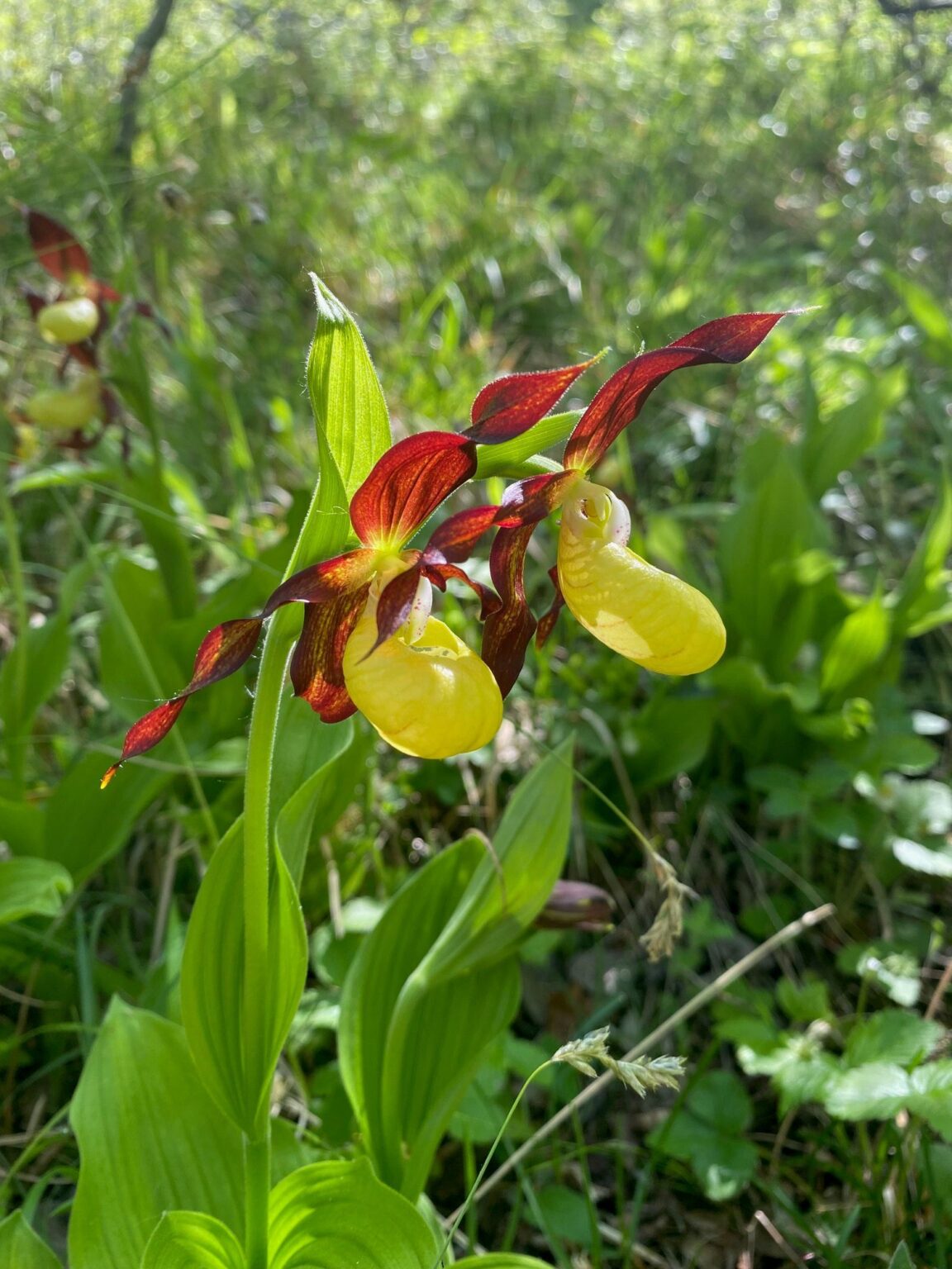 Lady's-slipper - Plantlife