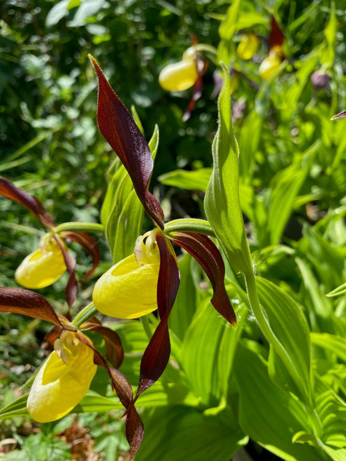 Lady's-slipper - Plantlife