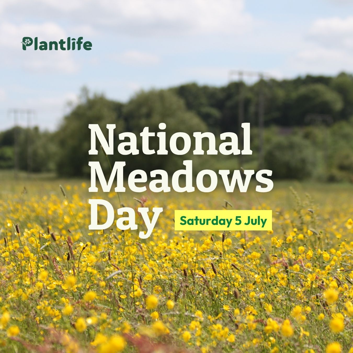 National Meadows Day 2025 - Plantlife