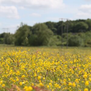 Why are Meadows so Important? - Plantlife