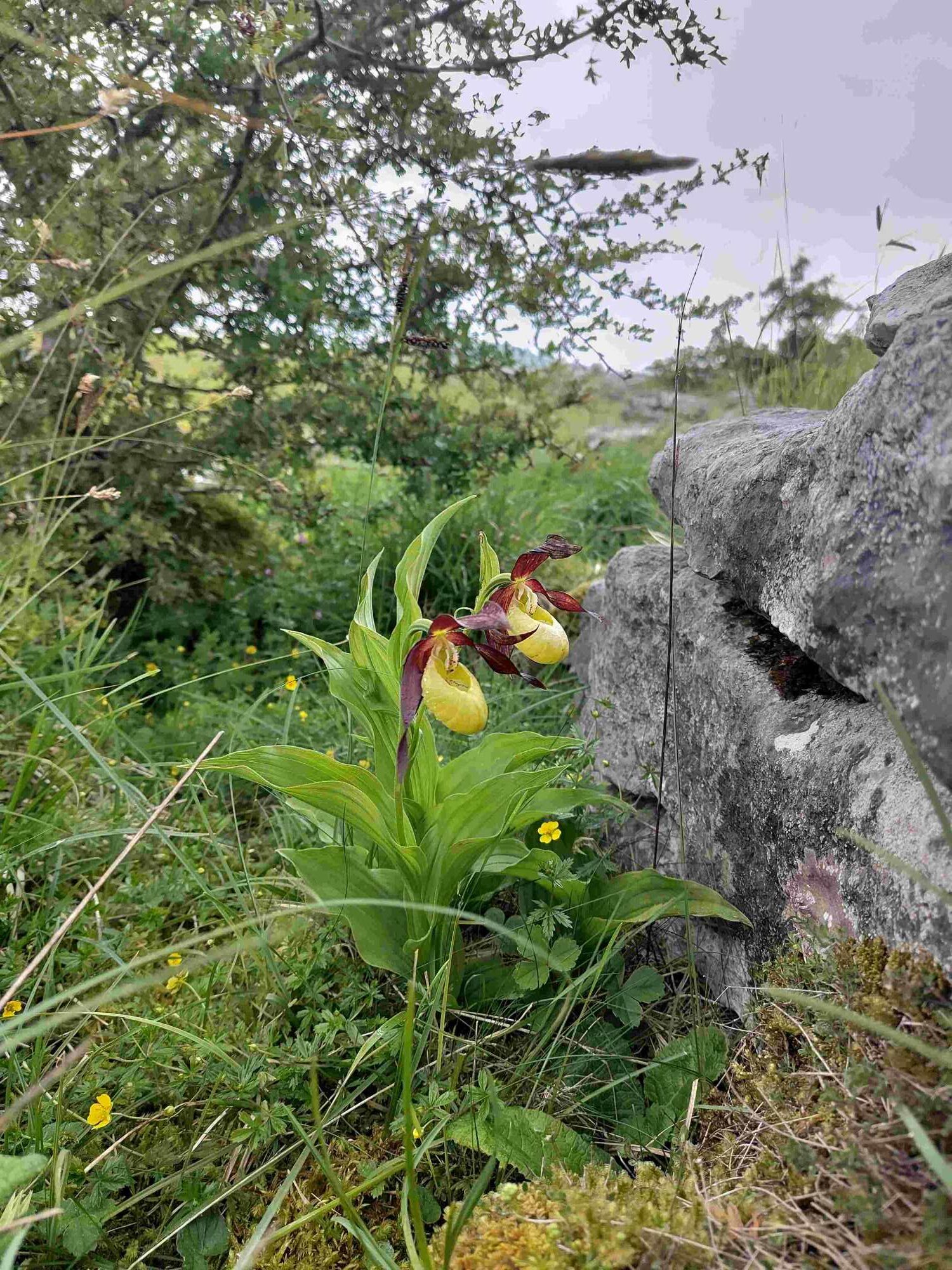 Orchid on the Brink of Extinction Returns to the Wild - Plantlife