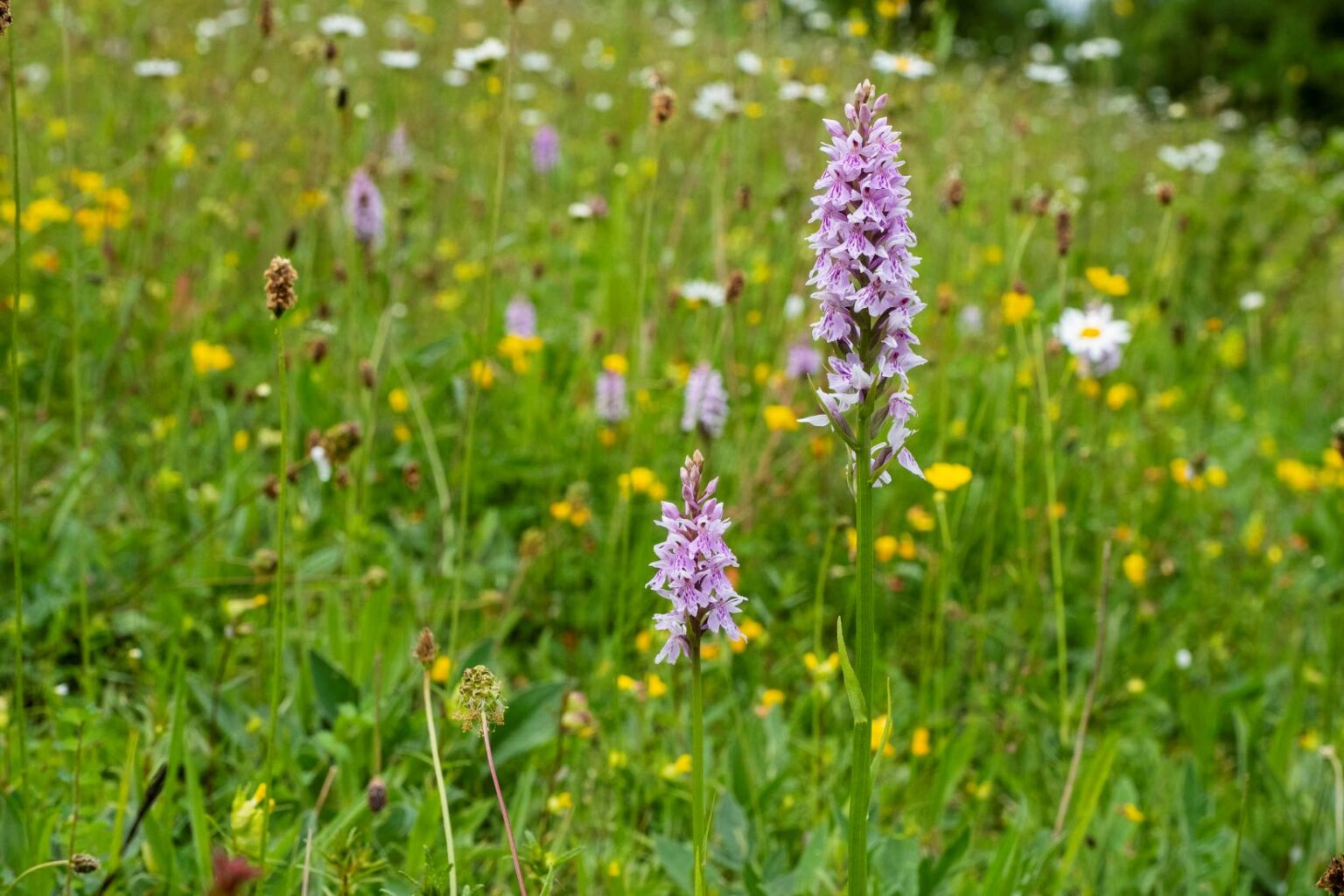 How to make a Pollinator Friendly Garden - Plantlife