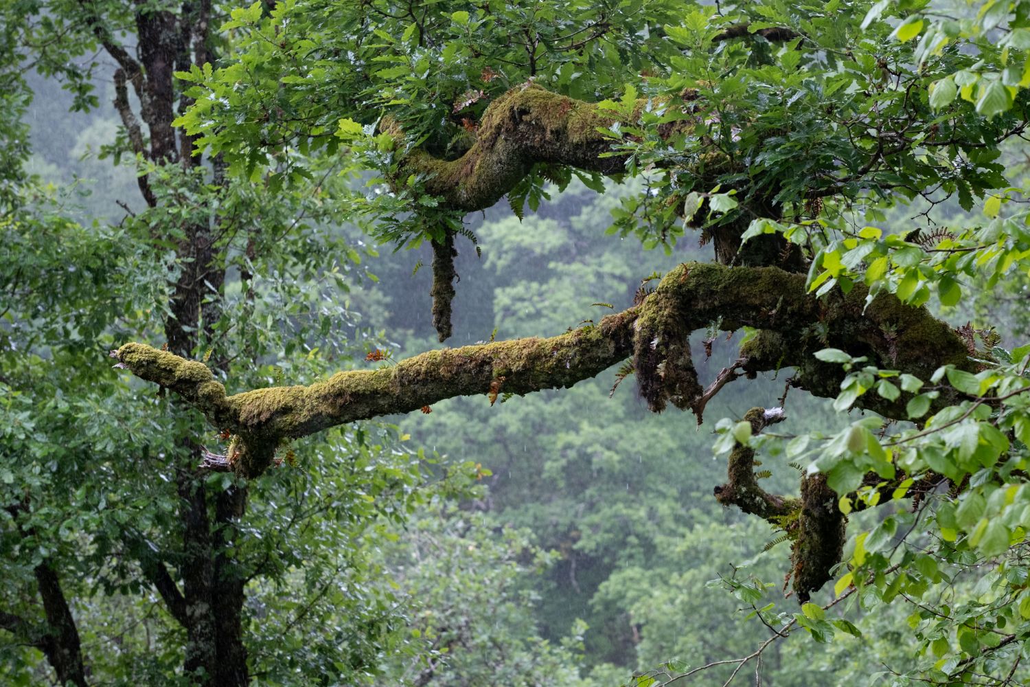 10 Fun, Fascinating and Fantastical Facts About Temperate Rainforests ...