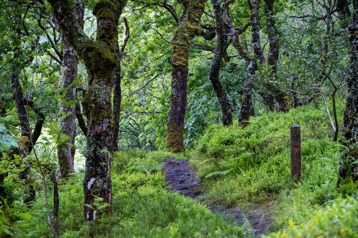 Free Online Nature Courses - Plantlife