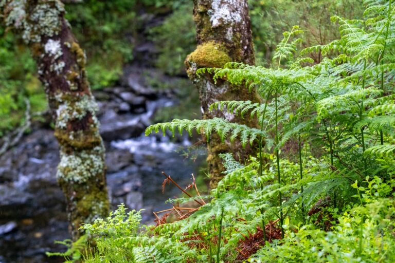 10 Fun, Fascinating and Fantastical Facts About Temperate Rainforests ...
