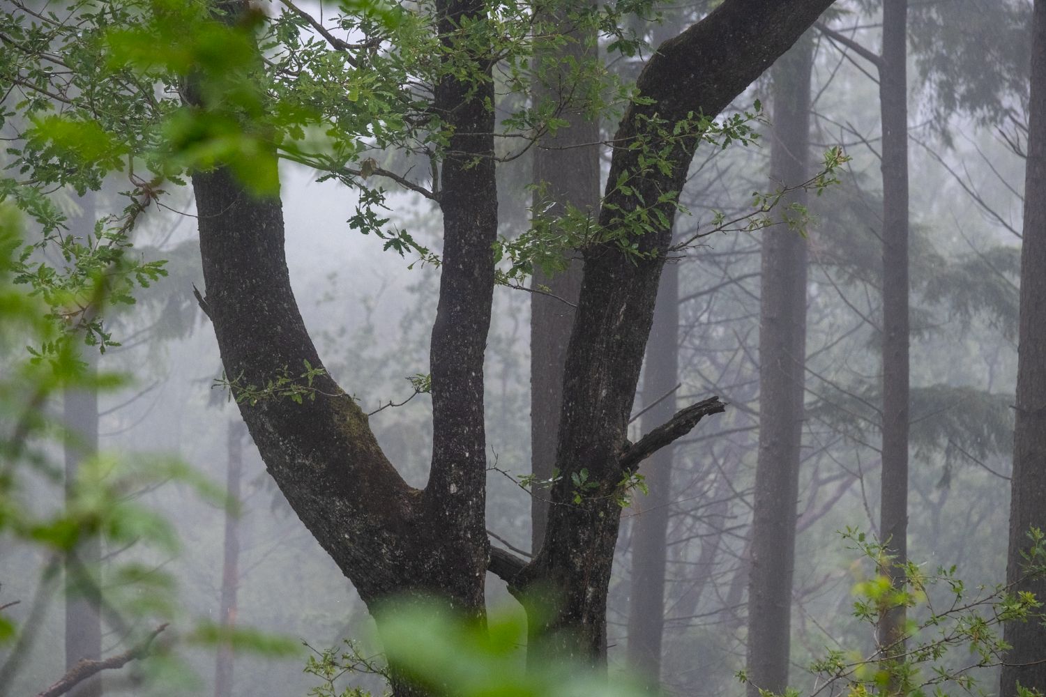 10 Fun, Fascinating and Fantastical Facts About Temperate Rainforests ...