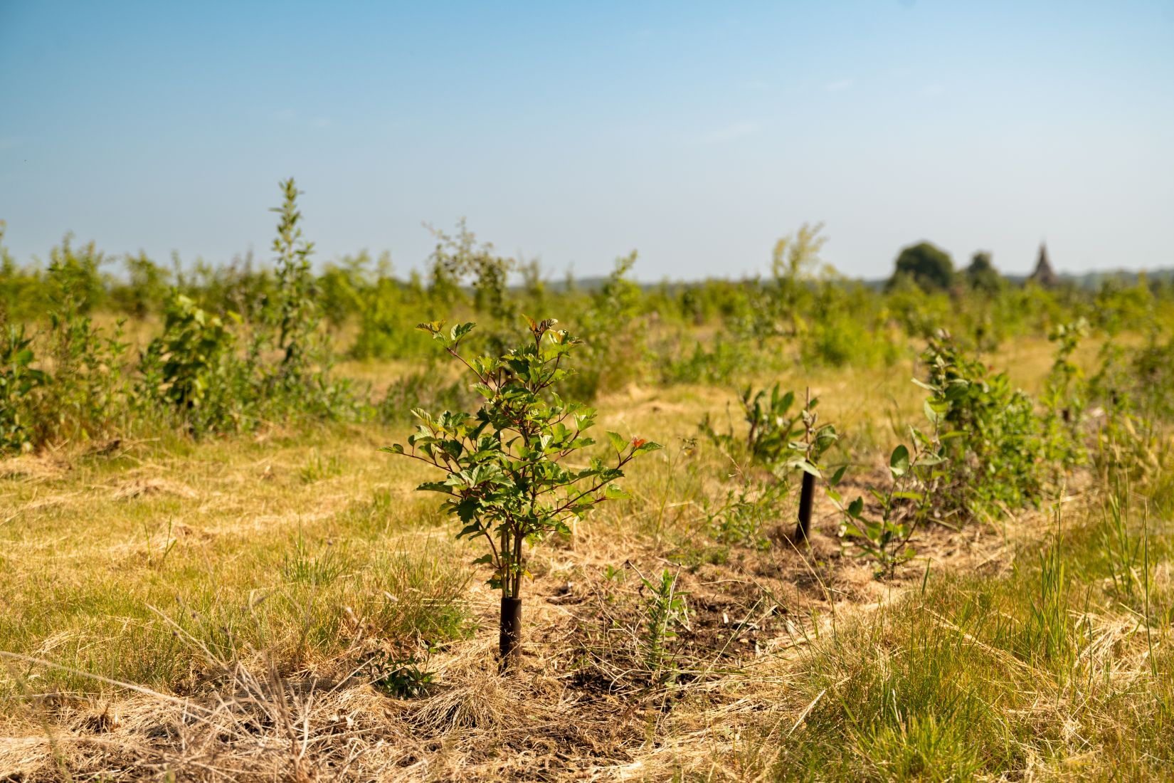 Mistletoe - Plantlife