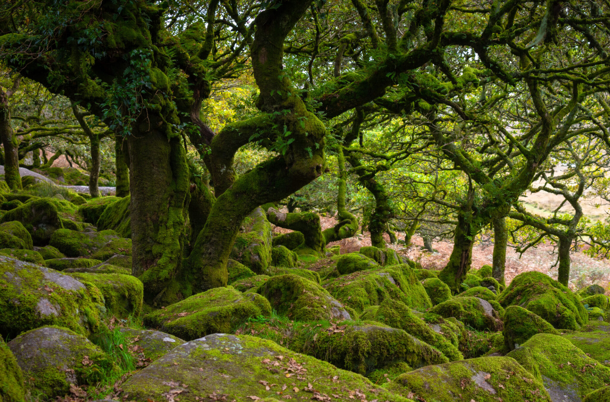 10 Fun, Fascinating and Fantastical Facts About Temperate Rainforests ...
