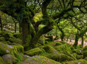 10 Fun, Fascinating and Fantastical Facts About Temperate Rainforests ...