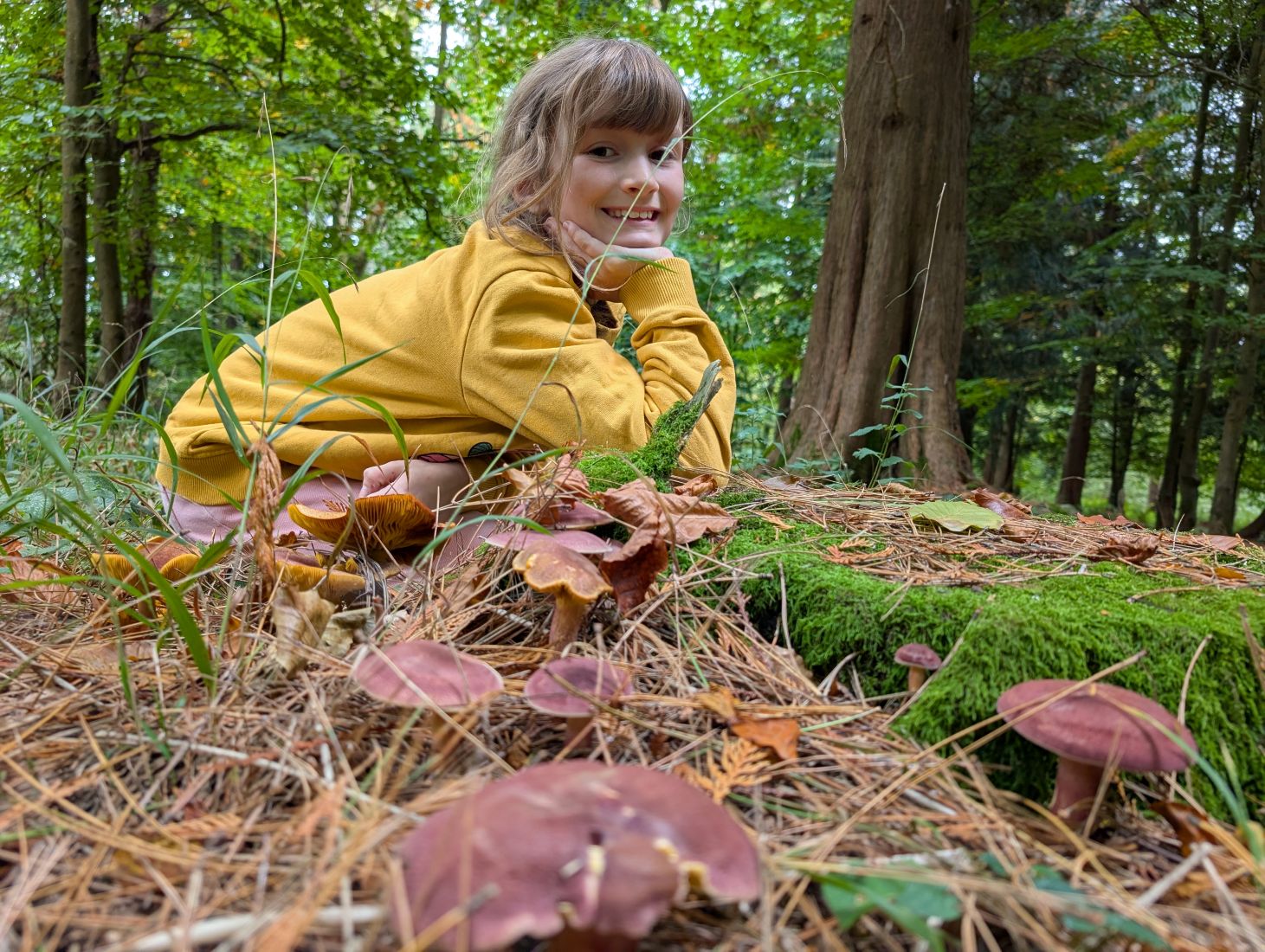 Family Nature Activities: Finding Fungi on a Woodland Walk - Plantlife