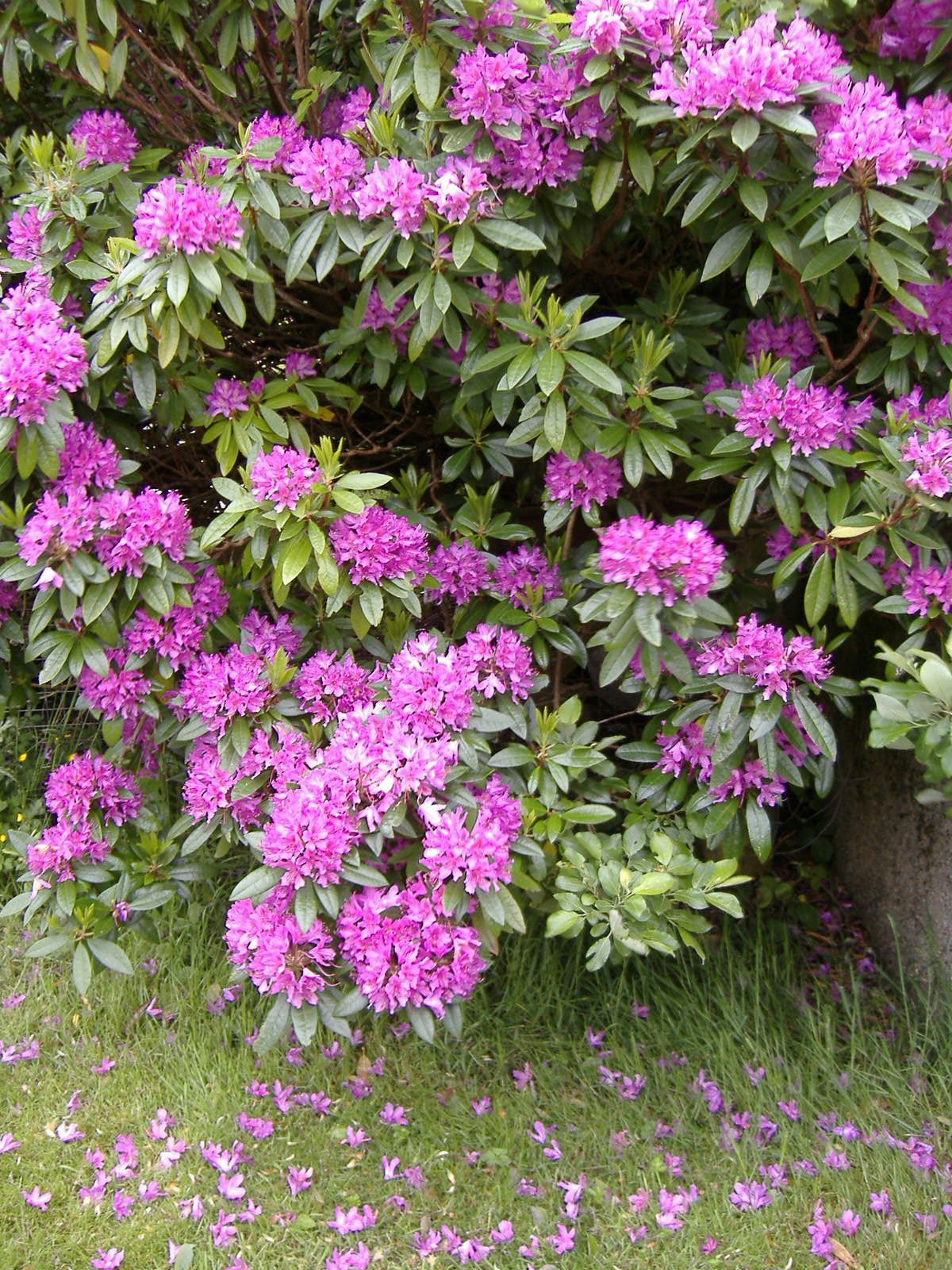 Invasive Species: Why is Rhododendron a Problem? - Plantlife
